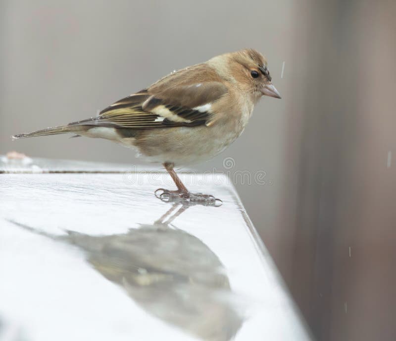 Passer Domesticus or House Sparrow with Reflection on Wet Surface during Rain Stock Photo ...