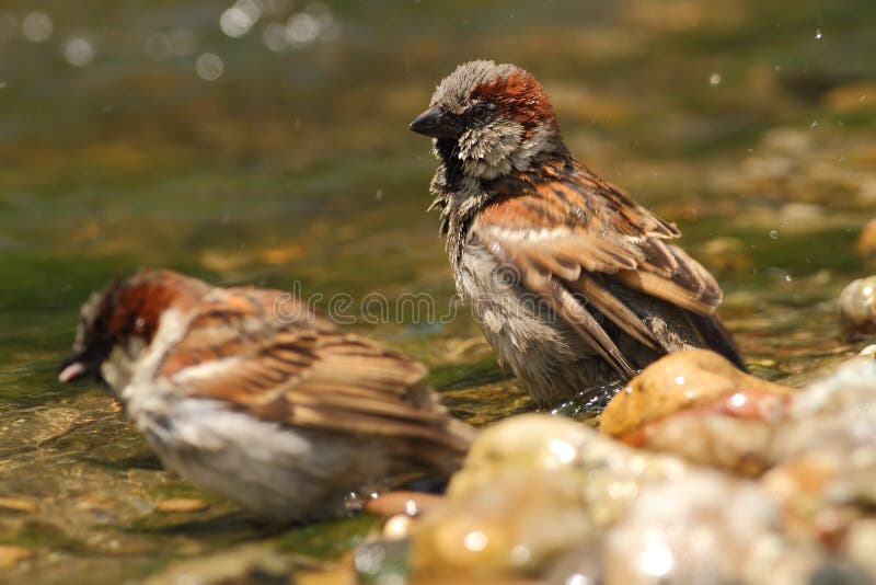 Passer Domesticus Sparrows Bathing Stock Image - Image of drench ...
