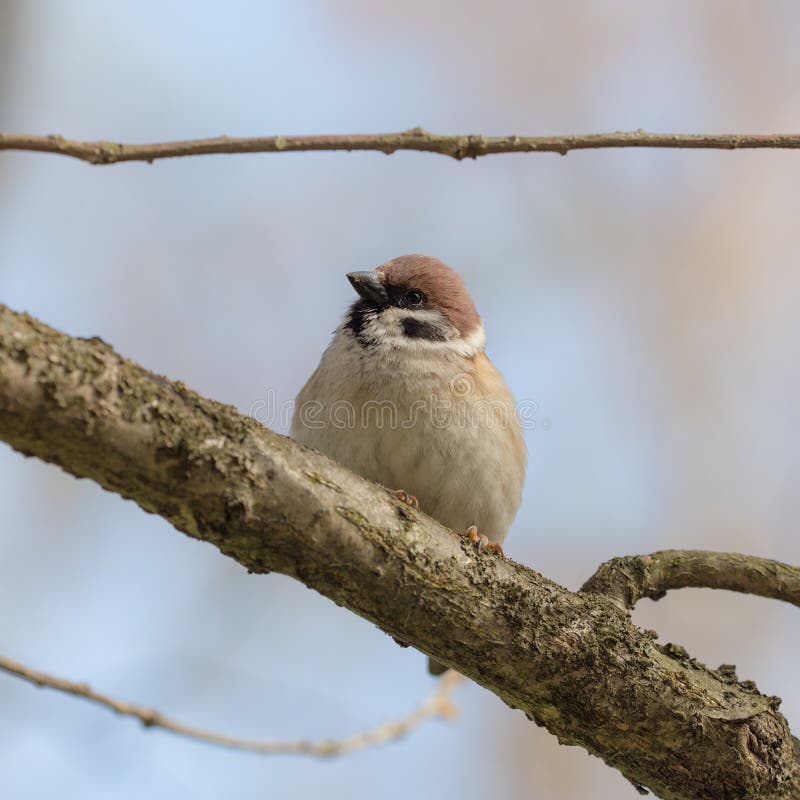 Passer montanus stock photo. Image of wildlife, birds - 40335668