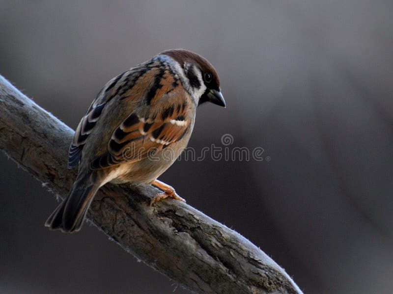 Passer Montanus Sitting on a Branch Stock Photo - Image of wild, nature ...
