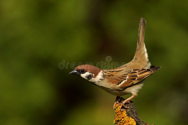 Passer Montanus Tree Sparrow Stock Photo - Image of small, sparrow ...