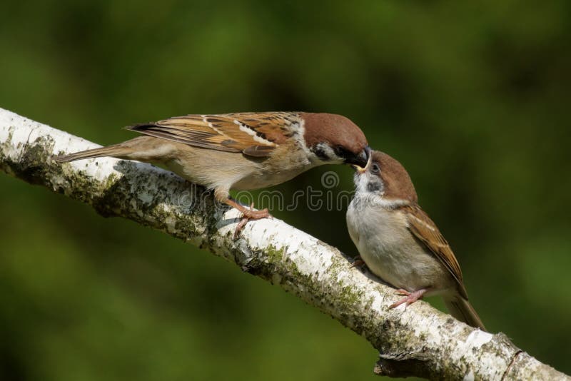 Passer Montanus Tree Sparrow Stock Photo - Image of small, sparrow ...