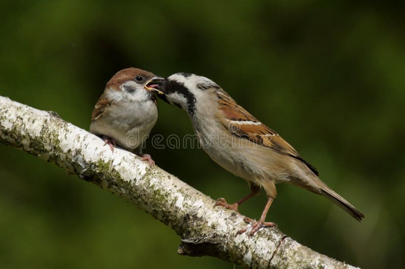 Passer Montanus Tree Sparrow Stock Photo - Image of small, sparrow ...