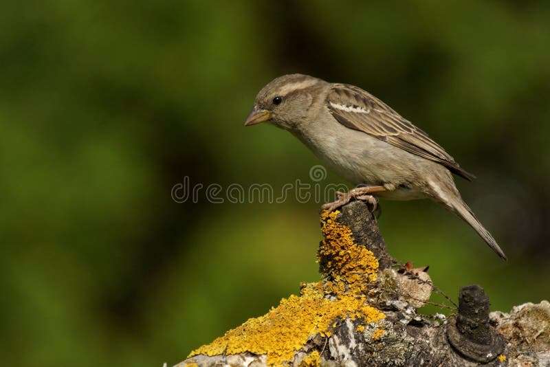 Passer Montanus Tree Sparrow Stock Photo - Image of small, sparrow ...
