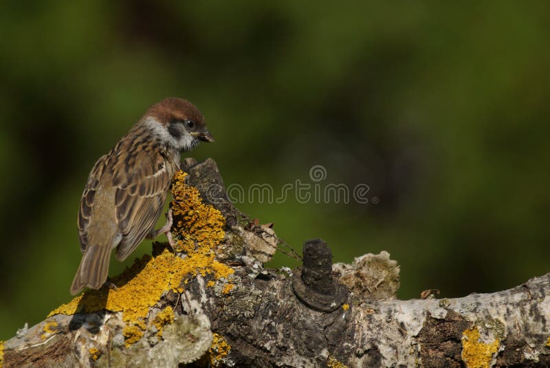 Passer Montanus Tree Sparrow Stock Photo - Image of small, sparrow ...