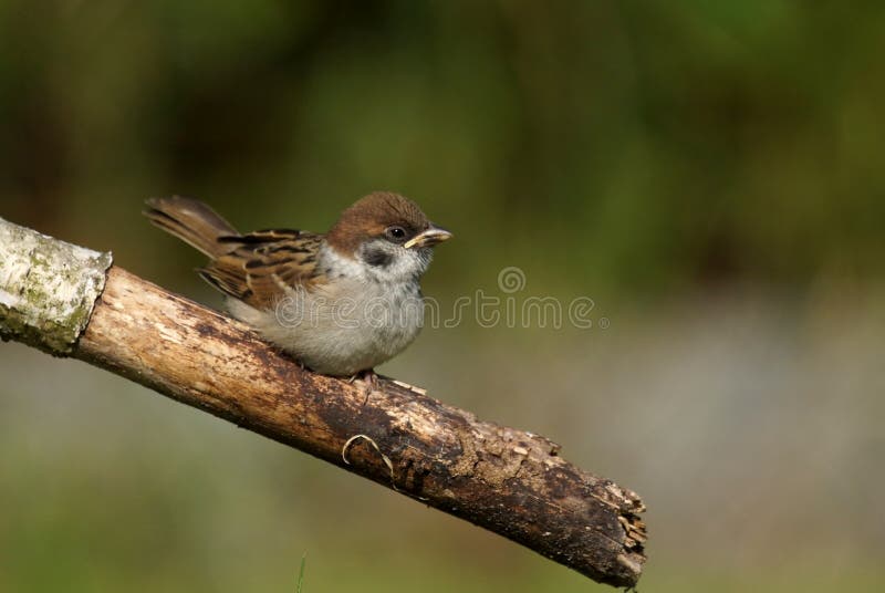 Passer Montanus Tree Sparrow Stock Photo - Image of small, sparrow ...