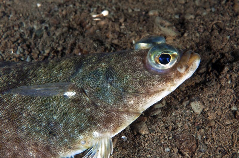 Sogliola fotografia stock. Immagine di animali, animale - 47110332