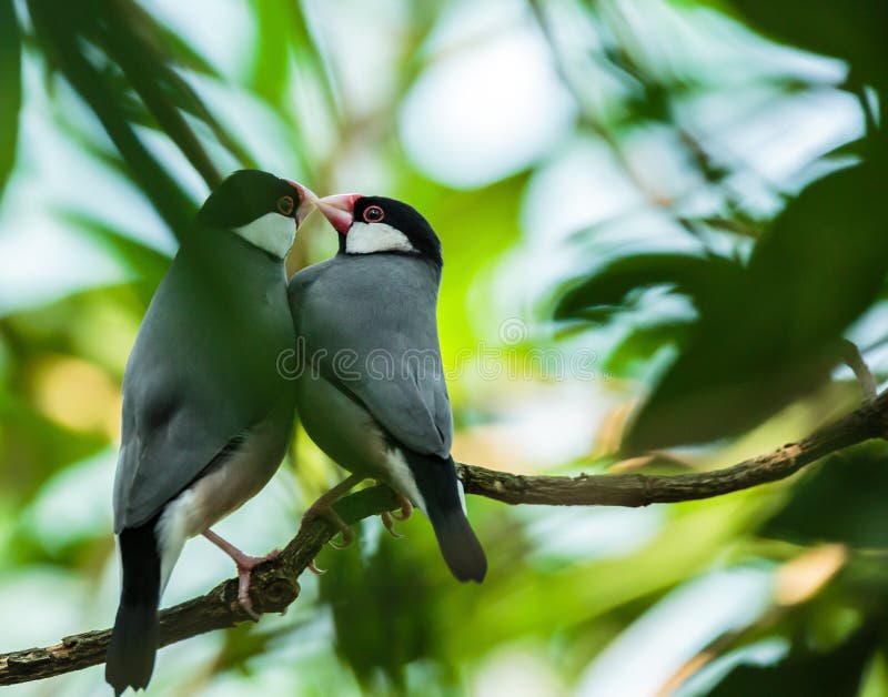 Passeri Di Java Che Accoppiano Rituale Fotografia Stock - Immagine di ...
