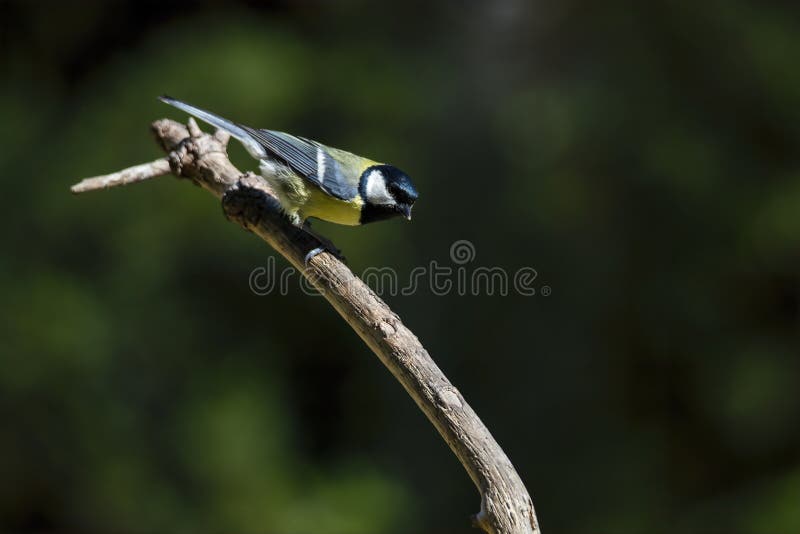 Passeriformi stock photo. Image of bird, ramo, wildlife - 256903994