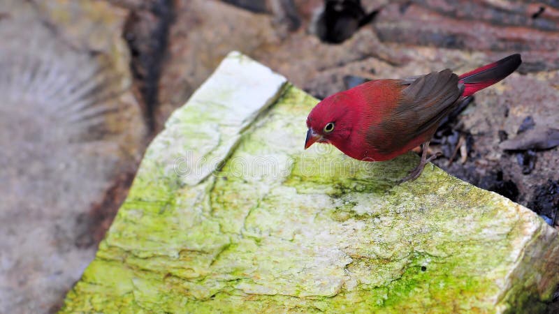 Passerine bird stock image. Image of tanager, finch, nature - 38259493