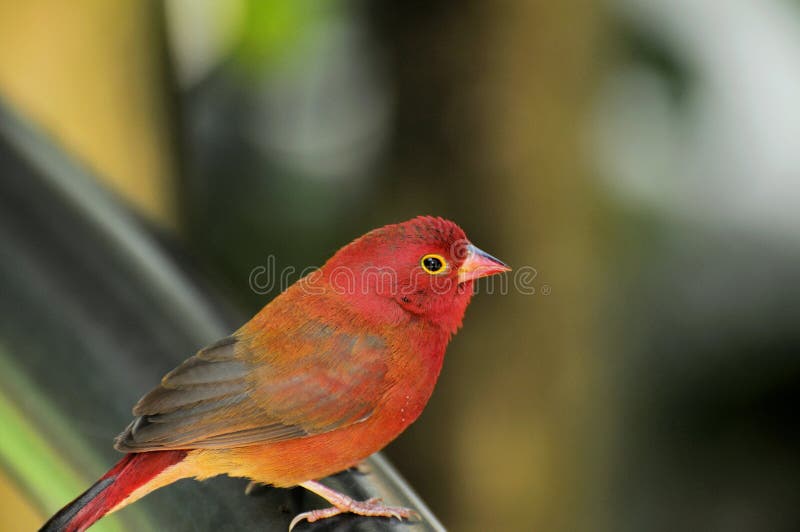 Passerine Bird in Aviary in South Florida Stock Image - Image of ...