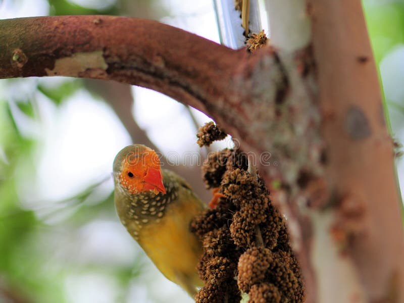 Passerine bird eating stock photo. Image of tree, natural - 25680052