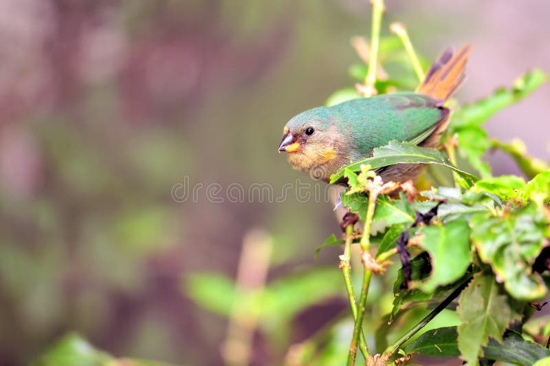 Passerine Bird in Tree in Aviary Stock Photo - Image of parks ...