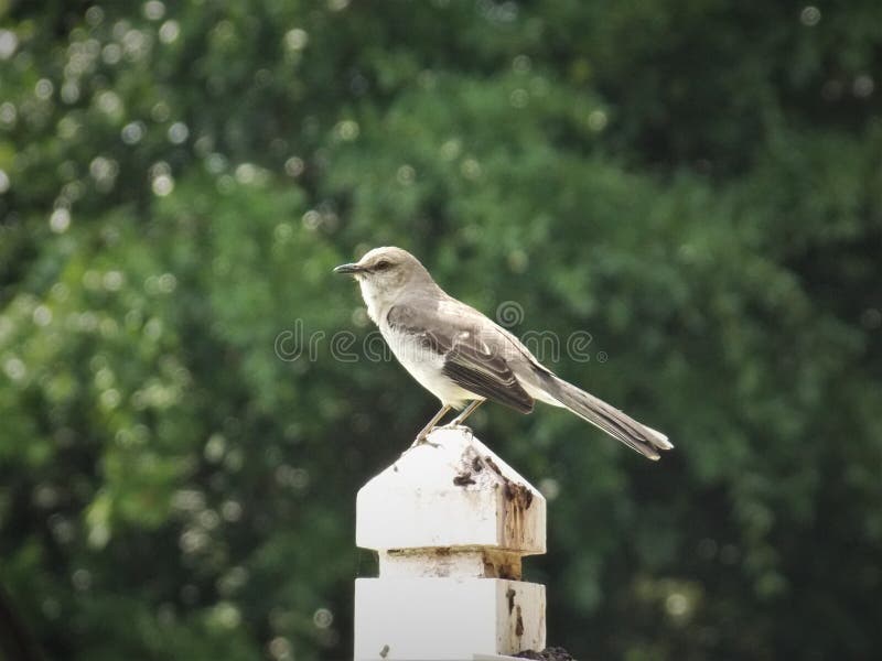 Passerine stock photo. Image of tree, avian, birds, feather - 95321374