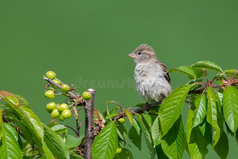 Passero comune immagine stock. Immagine di casa, appollaiato - 2207831