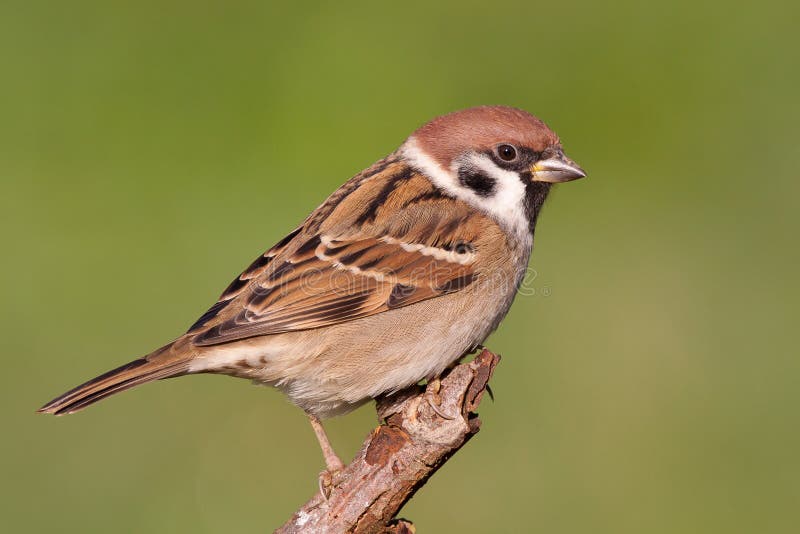Passero comune immagine stock. Immagine di casa, perched - 2207831