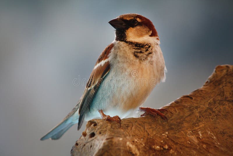 Passero comune immagine stock. Immagine di casa, appollaiato - 2207831