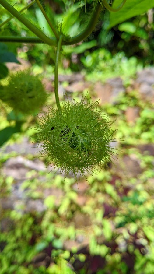 Passi Flora Fruit in the Green Garden Stock Image - Image of passi ...