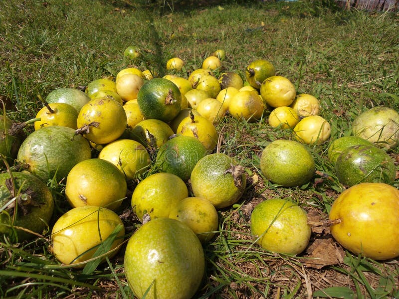 Passievrucht stock foto. Image of installatie, gezond - 36709164