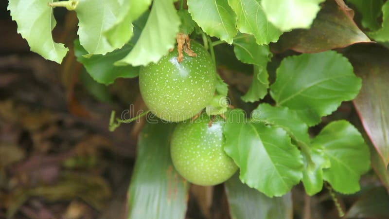Passievrucht stock video. Video of greep, altijdgroen - 37179103