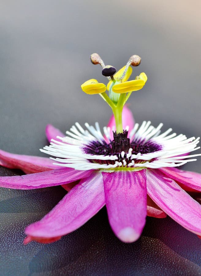Passiflora stock image. Image of floral, exotic, blooming - 37687091