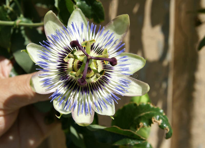 Passiflora Caerulea, Passiflora Blu Fotografia Stock - Immagine di ...
