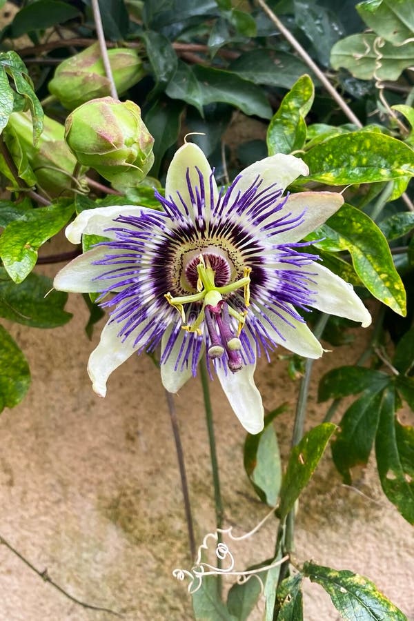 Passiflora Caerulea, Gran Canaria, Spain Stock Photo - Image of closeup ...