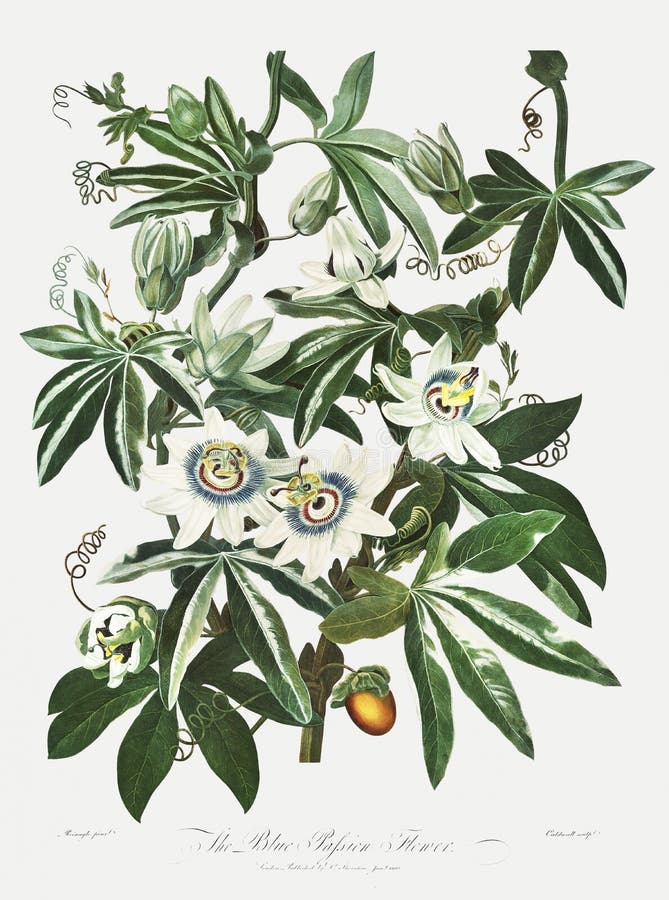 The Passiflora Cerulea Illustration Stock Illustration - Illustration ...