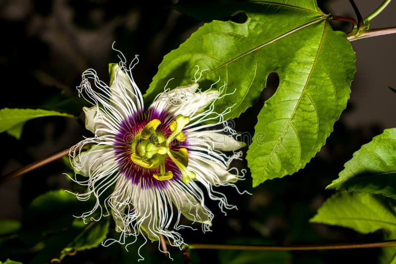 Passiflora creeper flower. stock image. Image of grow - 167101827
