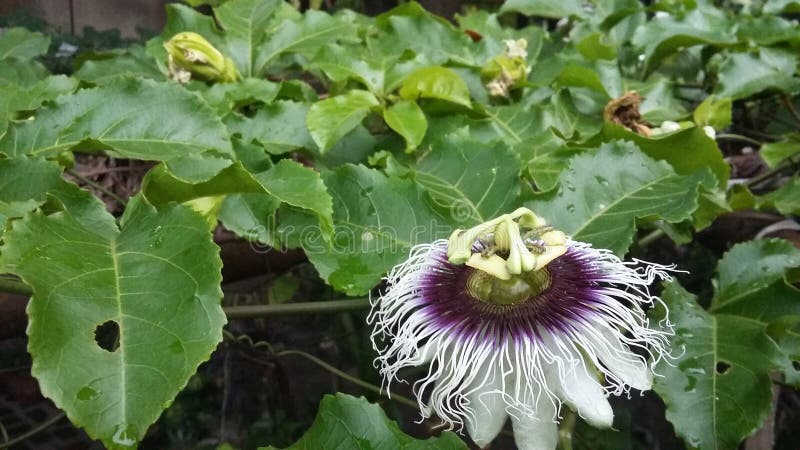 Passiflora Do Fruto Da Flor De Maracuya Edulis Imagem de Stock - Imagem ...