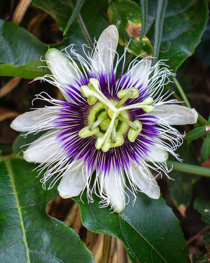 Passiflora edulis stock photo. Image of flower, blossom - 189843714