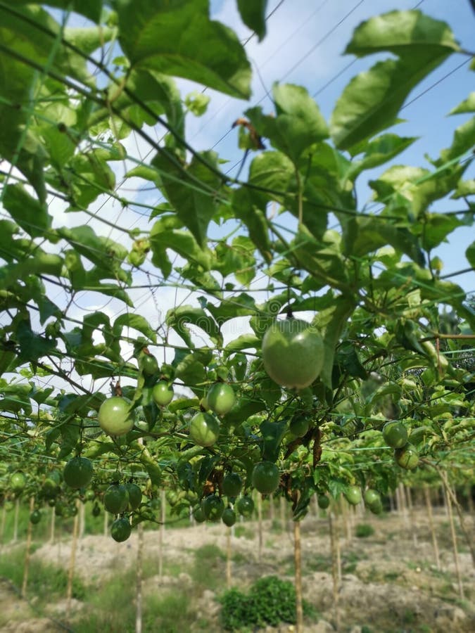 Passiflora Edulis Creeping Fruits Farm Stock Photo - Image of tropical ...