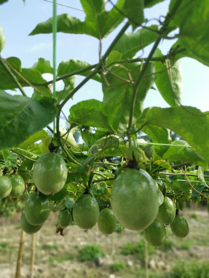 Passiflora Edulis Creeping Fruits Farm Stock Image - Image of fresh ...