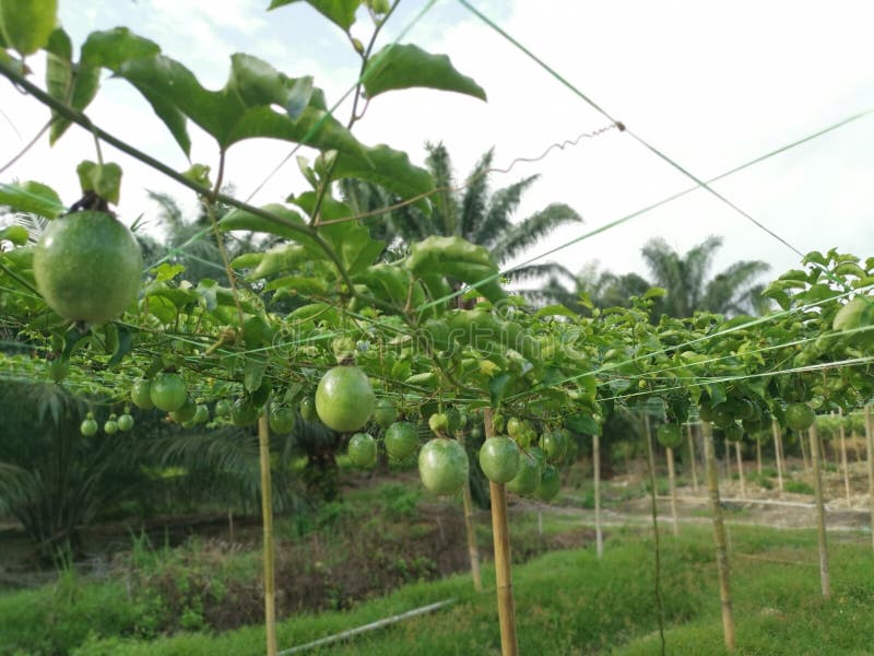 Passiflora Edulis Creeping Fruits Farm Stock Image - Image of farm ...