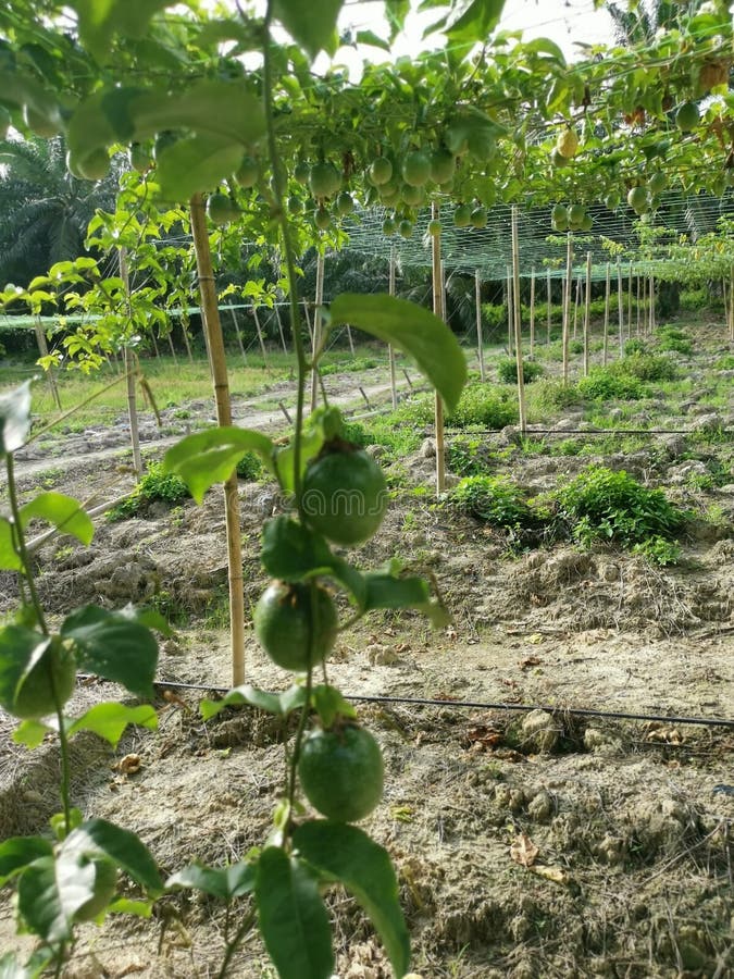 Passiflora Edulis Creeping Fruits Farm Stock Photo - Image of edulis ...