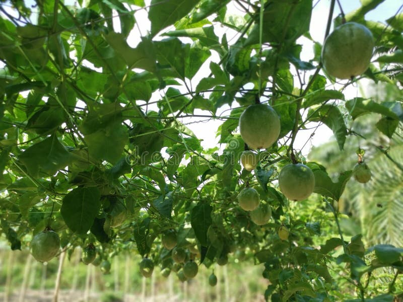 Passiflora Edulis Creeping Fruits Farm Stock Image - Image of climb ...