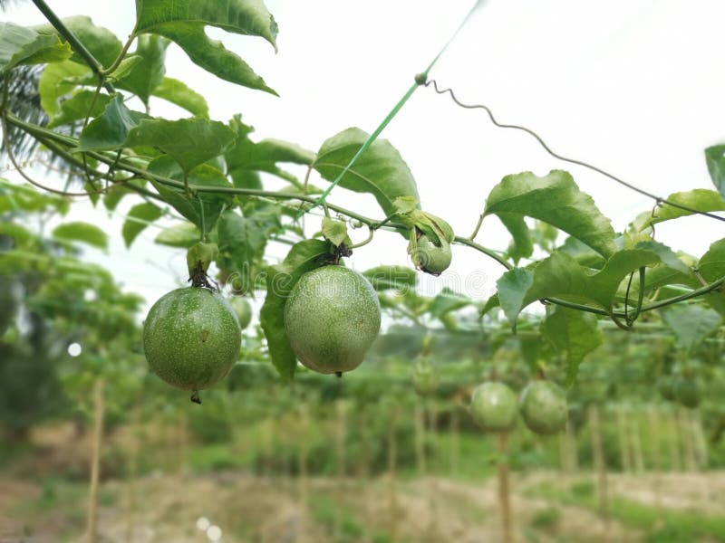 Passiflora Edulis Creeping Fruits Hanging on the Vine Stems Stock Image ...