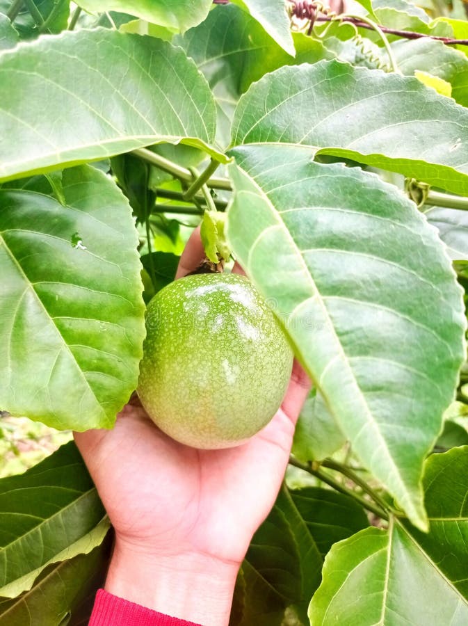 Passiflora Edulis, Markisa, Passion Fruit Stock Image - Image of leaf ...