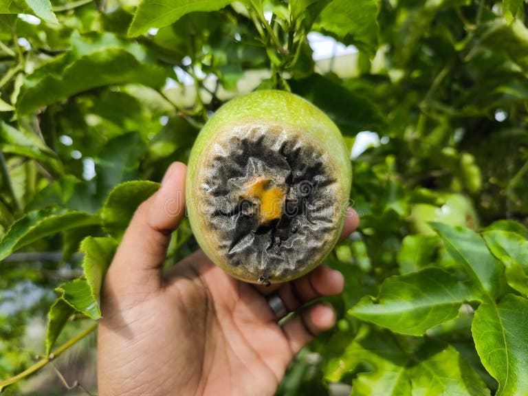 Passiflora Edulis Passion Fruit Attack by Phytophthora Sp. it is a ...