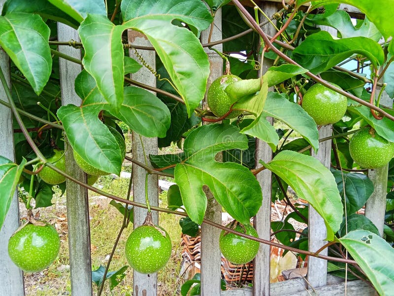 Passiflora Edulis or Passion Fruit Plants Stock Photo - Image of ...