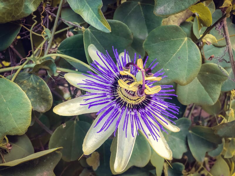 Passiflora Edulis, Passionfruit Flower Stock Image - Image of floral ...
