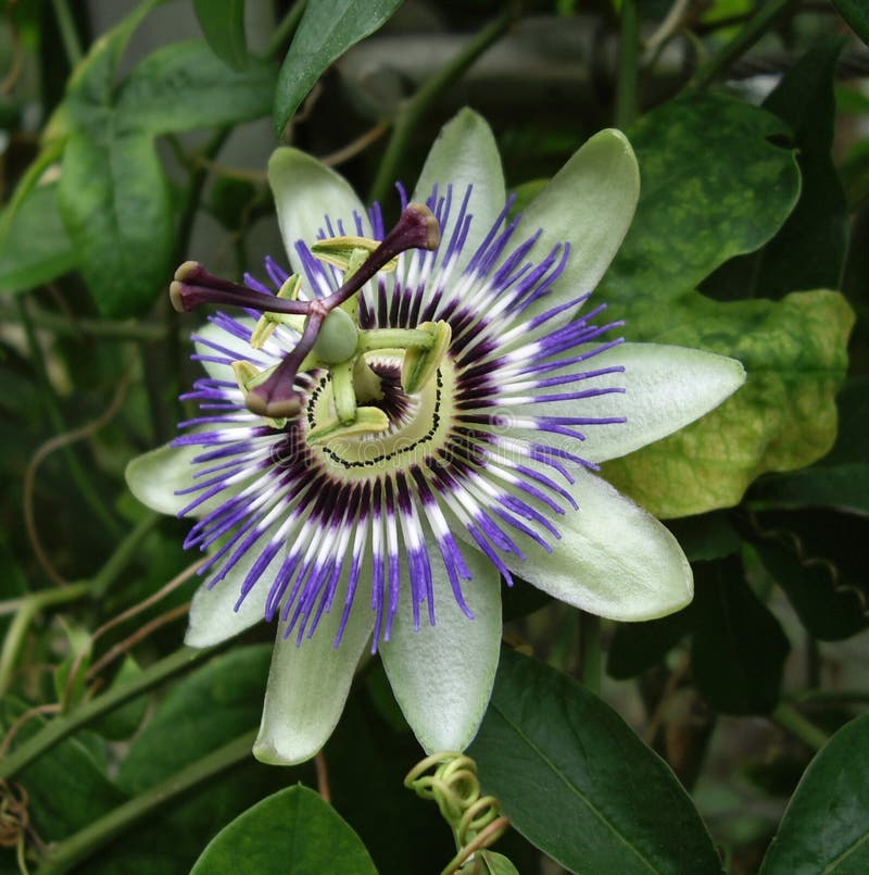 Passiflora Flower stock photo. Image of climber, gardening - 25970212