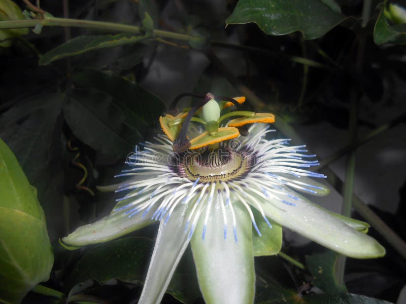 Passiflora flowers stock photo. Image of passiflora - 122796954