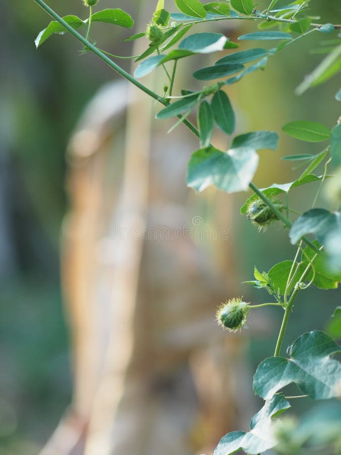 Passiflora Foetida Fetid Passionflower Name Fruit Nature Background ...