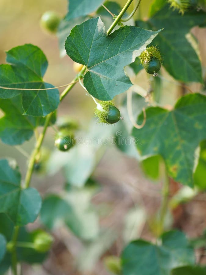Passiflora Foetida Fetid Passionflower Name Fruit Nature Background ...