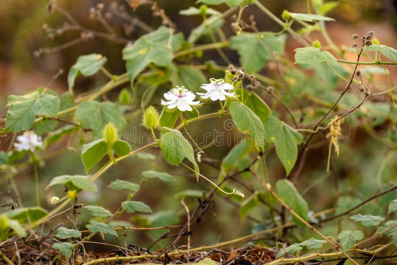 Passiflora Foetida White Flower Mid Range Photo Stock Photo - Image of ...