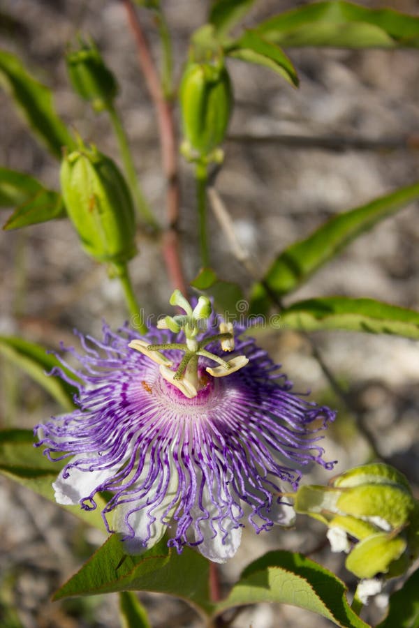 557 Passiflora Incarnata Photos - Free & Royalty-Free Stock Photos from ...