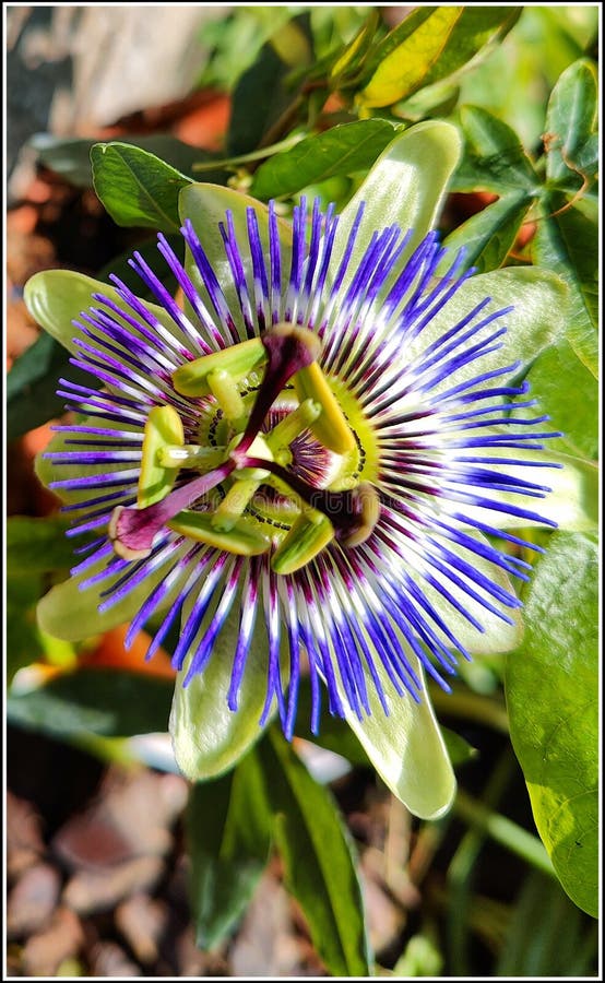 Passiflora Incarnata / Passiflore Stock Photo - Image of passi, fruits ...