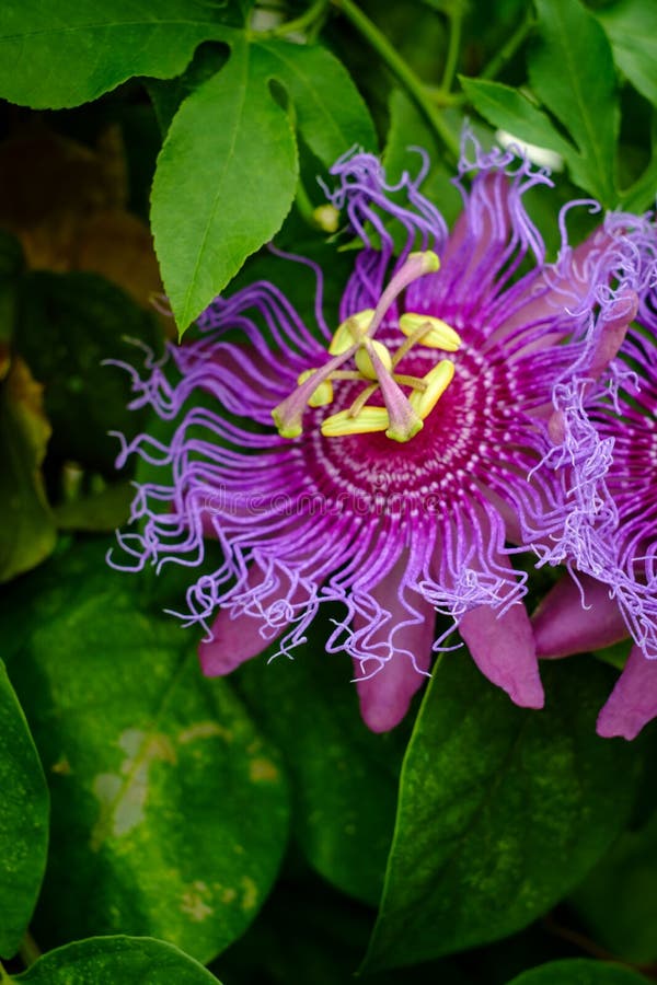 Passiflora Incarnata Purple Passionflower Stock Photo - Image of flower ...