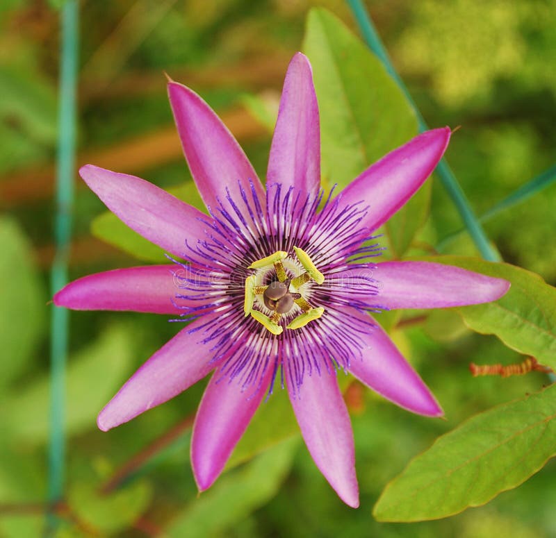 Passiflora Lavender Lady stock photo. Image of lilac - 37382994